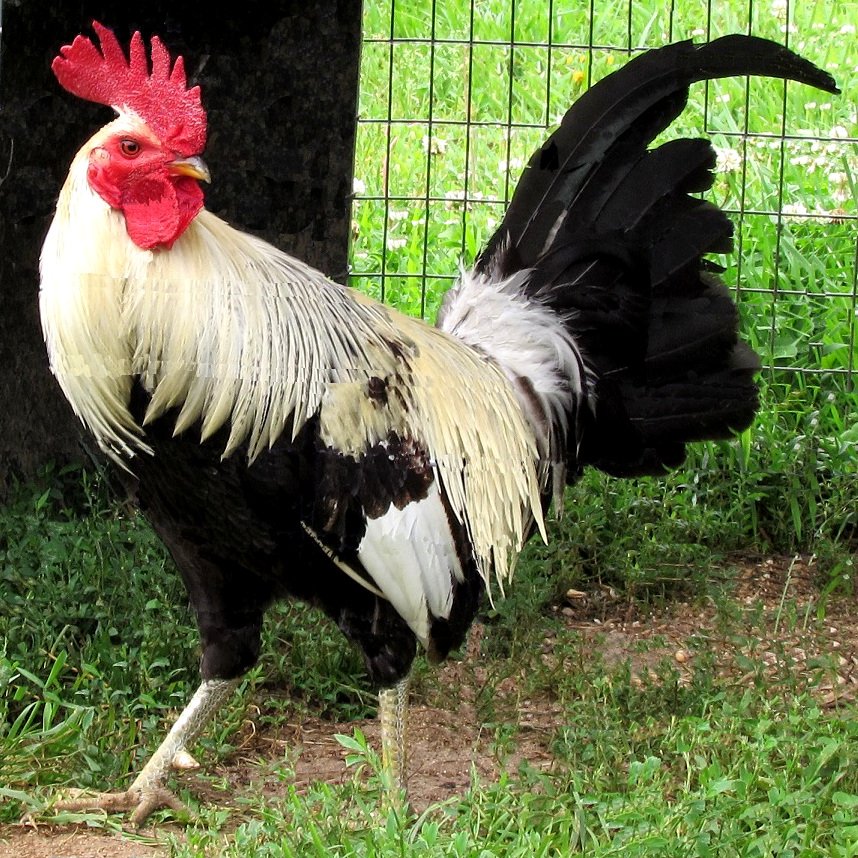 BUY REGULAR GREY GAMEFOWL | REGULAR GREY FOR SALE
