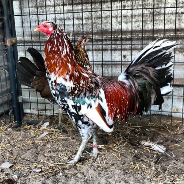 Morgan Whitehackle Gamefowl | gamefowl for sale | Gamefowl