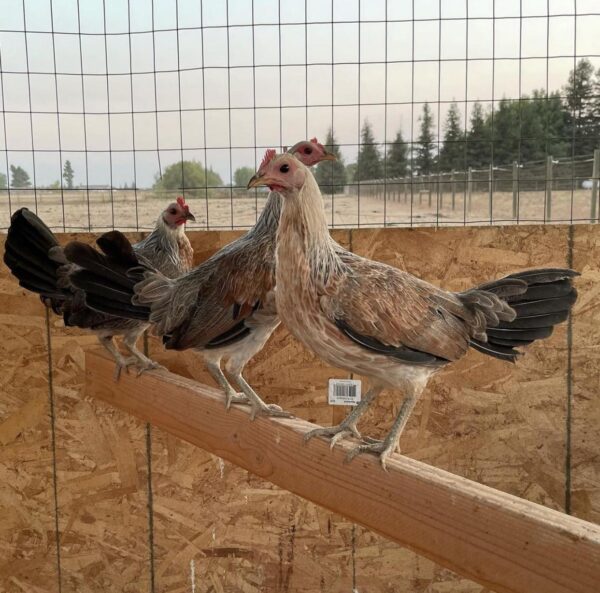 Buy Blue Grey Rooster | Blue Grey Rooster for sale online