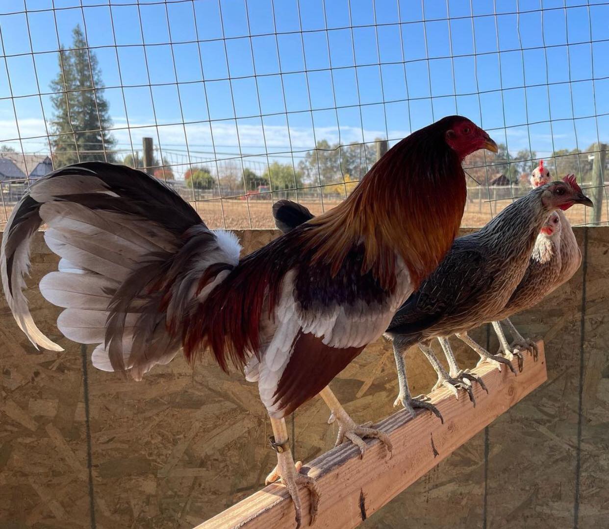 Buy Blue Grey Rooster | Blue Grey Rooster for sale online