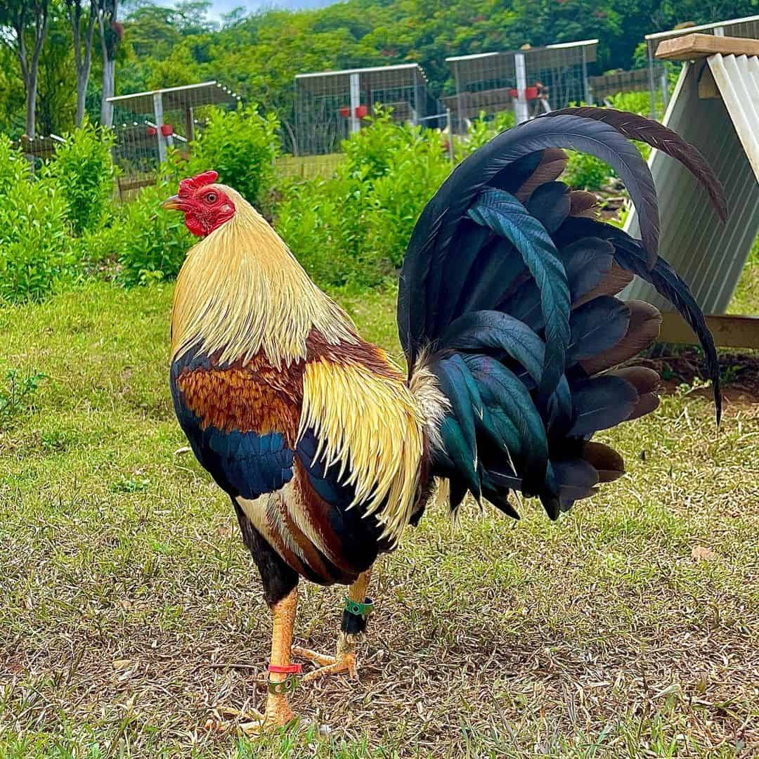 oakridge gamefowl auction | gamefowl for sale | Best fowl 1